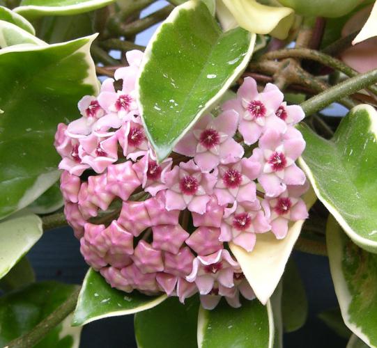 Hoya Carnosa Variegata - Land Flowers